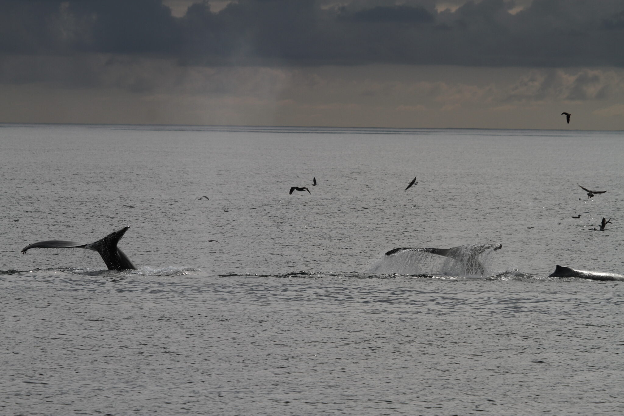How To Go Whale Watching In Oceanside | Mission Pacific Blog